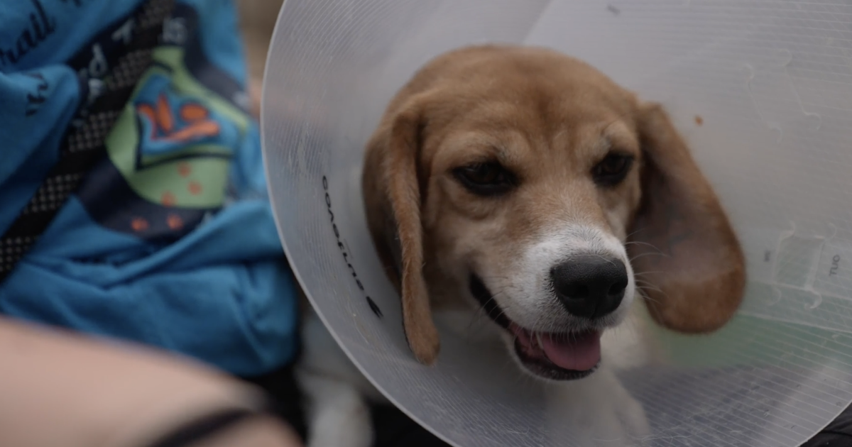 Rescues band together to save 4,000 beagles slated for animal testing