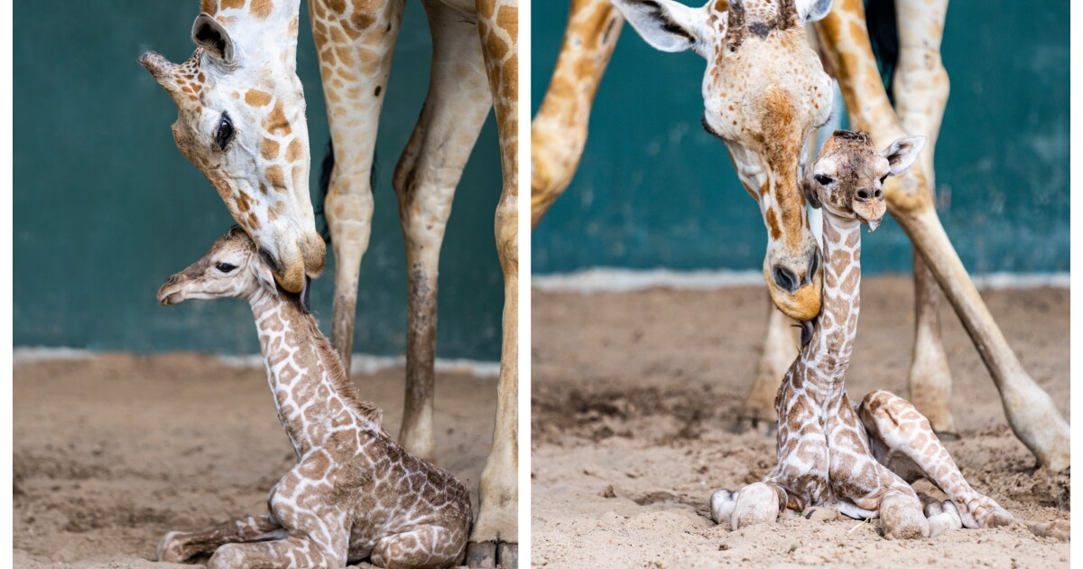 Baby giraffe born at Busch Gardens Tampa Bay