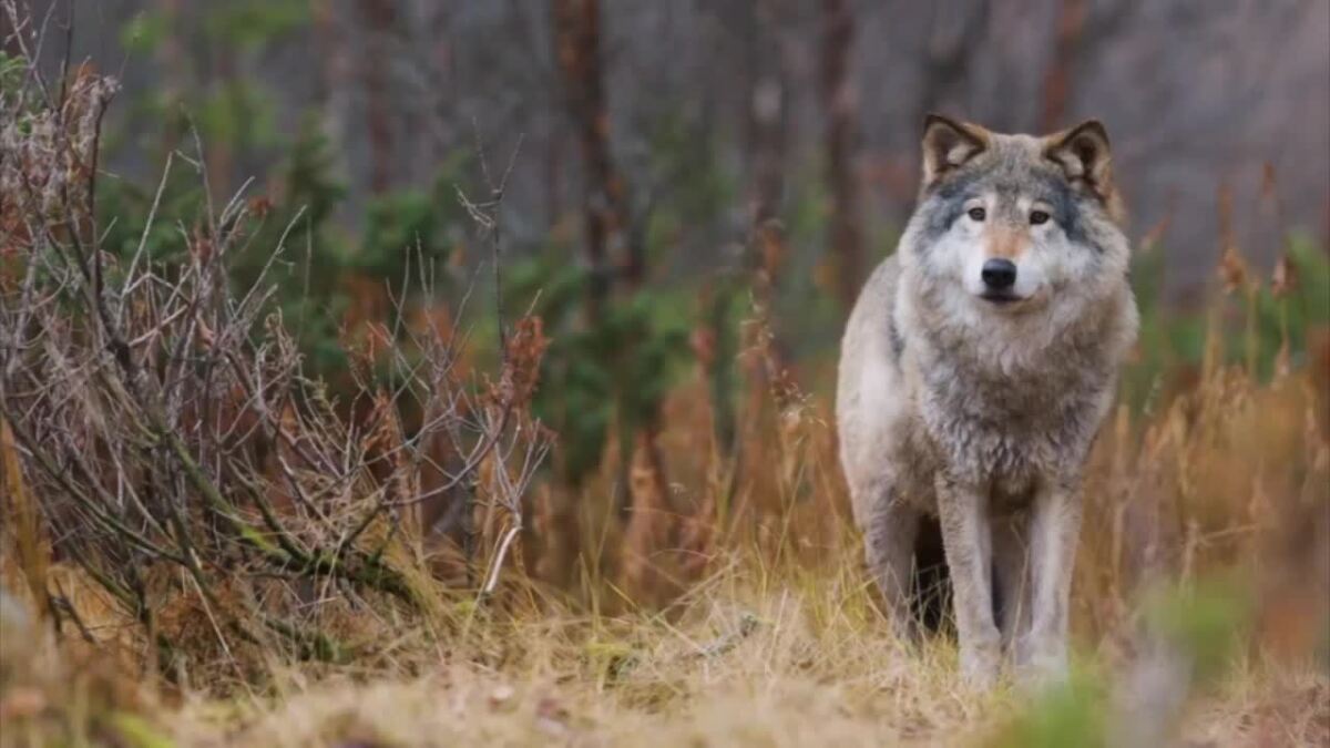 alpha wolf description