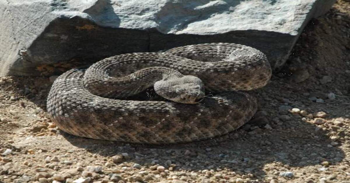Hiker treated for rattlesnake bite, prompting early-in-the-season warning
