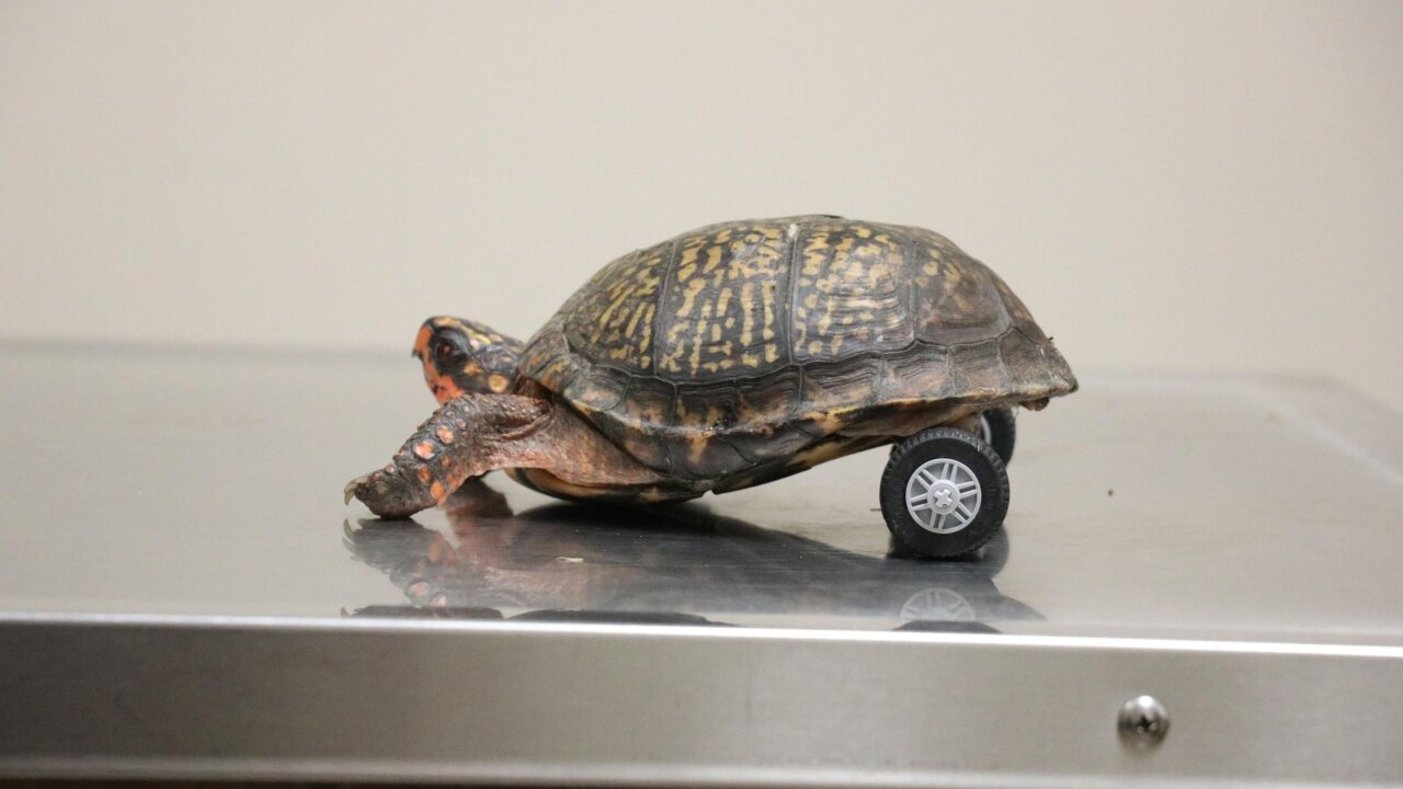 This turtle lost both his back legs so vets built him a very fancy ...