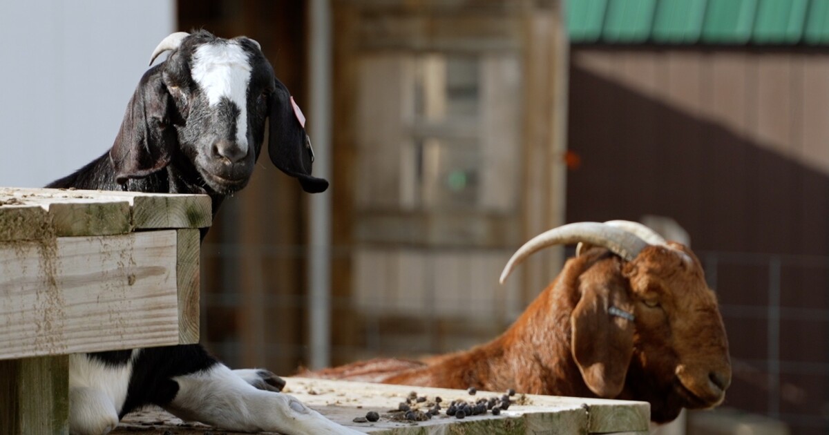 Critter Barn hosts Family Round-Up event Saturday in Zeeland