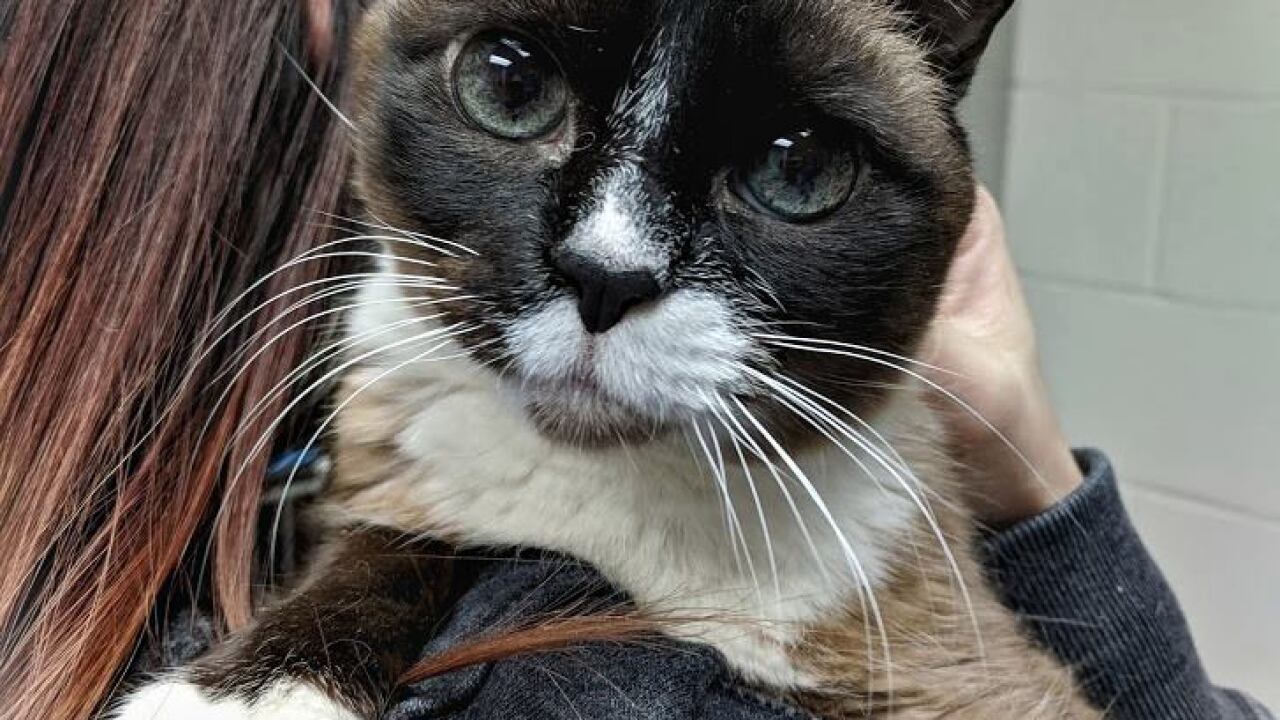 A cat named Barley went missing in Florida more than 8 years ago. She's ...