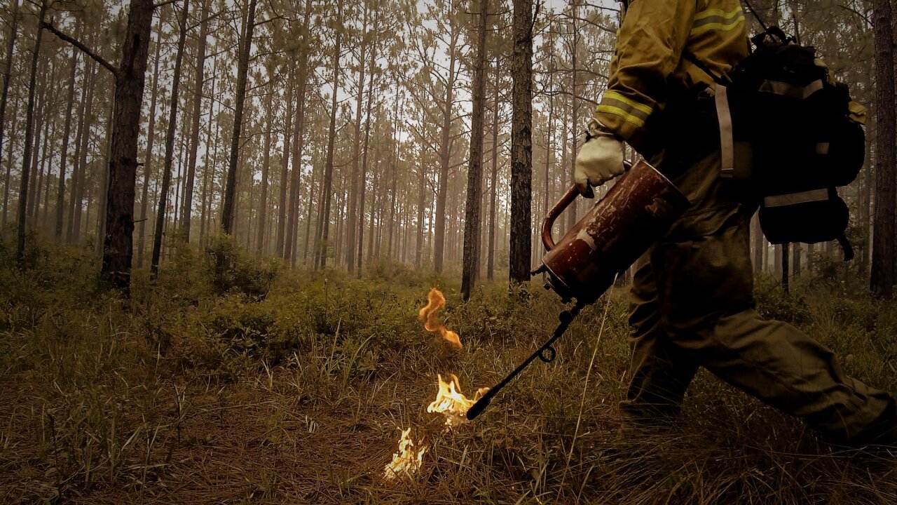 5,000-acre prescribed burn planned at Okaloacoochee Slough State Forest