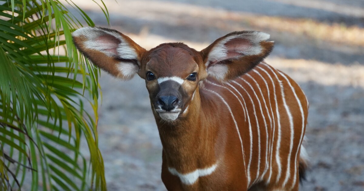 ZooTampa welcomes critically endangered Eastern bongo calf
