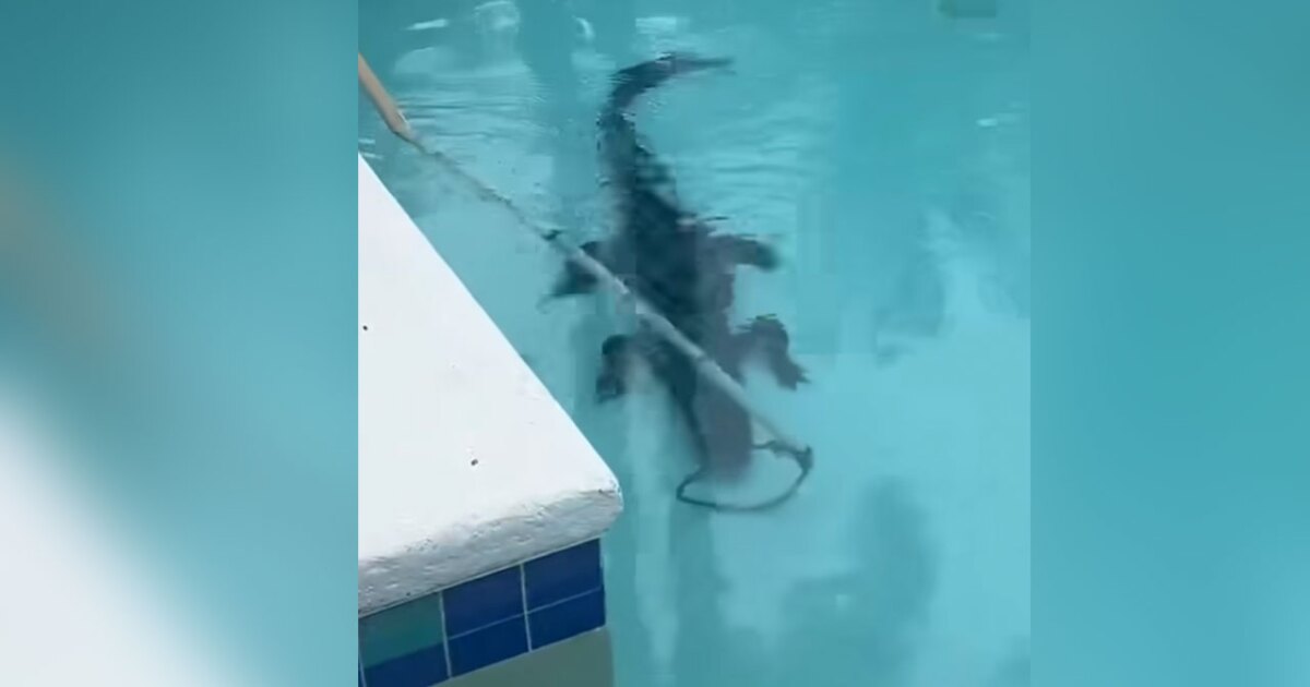 Gator crashers: Deputies respond to gators in 2 swimming pools