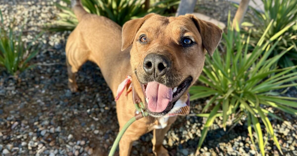 Adoptable pets from Arizona Humane, Maricopa County, HALO, AAWL and AZ ...