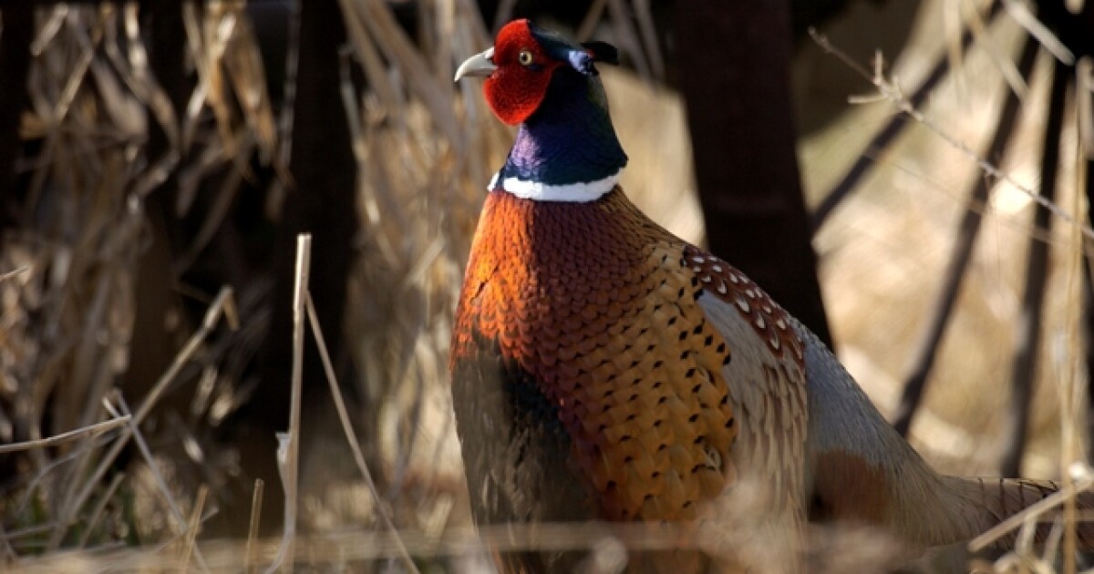 Michigan's pheasant hunting season kicks off