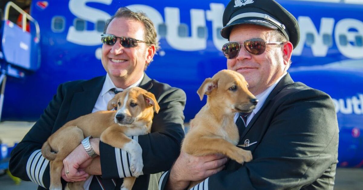 Slideshow: Plane filled with 62 rescue animals from Puerto Rico lands ...