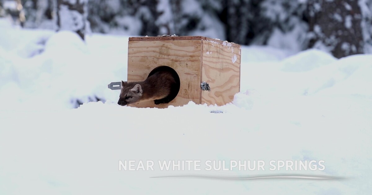 FWP and trappers team up to restore marten to the Little Belt Mountains