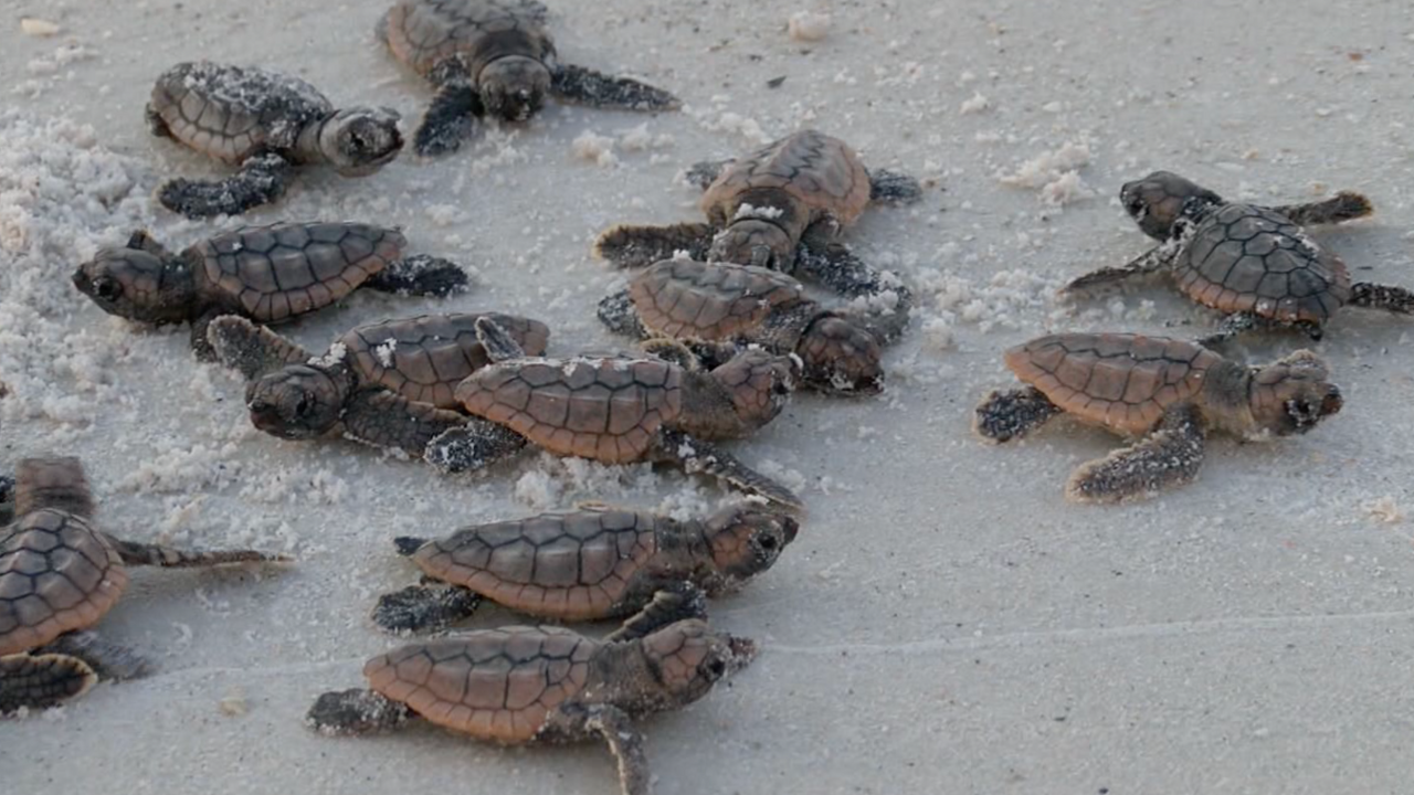 Warmer Weather Causing More Female Sea Turtles To Be Born