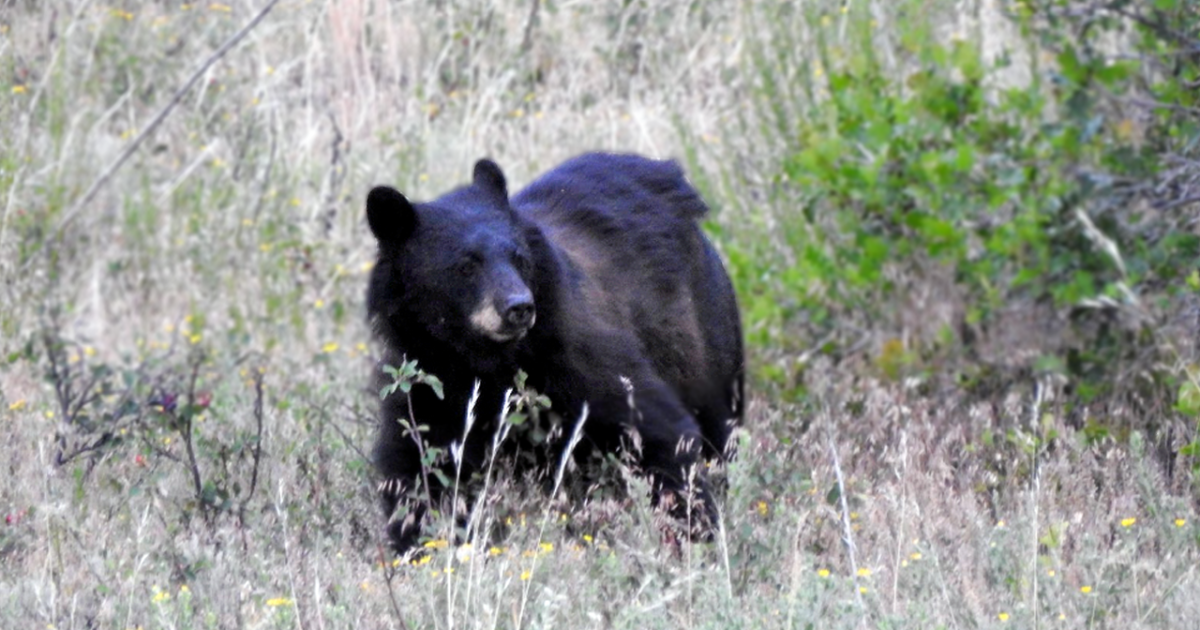 Bear attack near Aspen leaves person with 'severe swipe injuries'