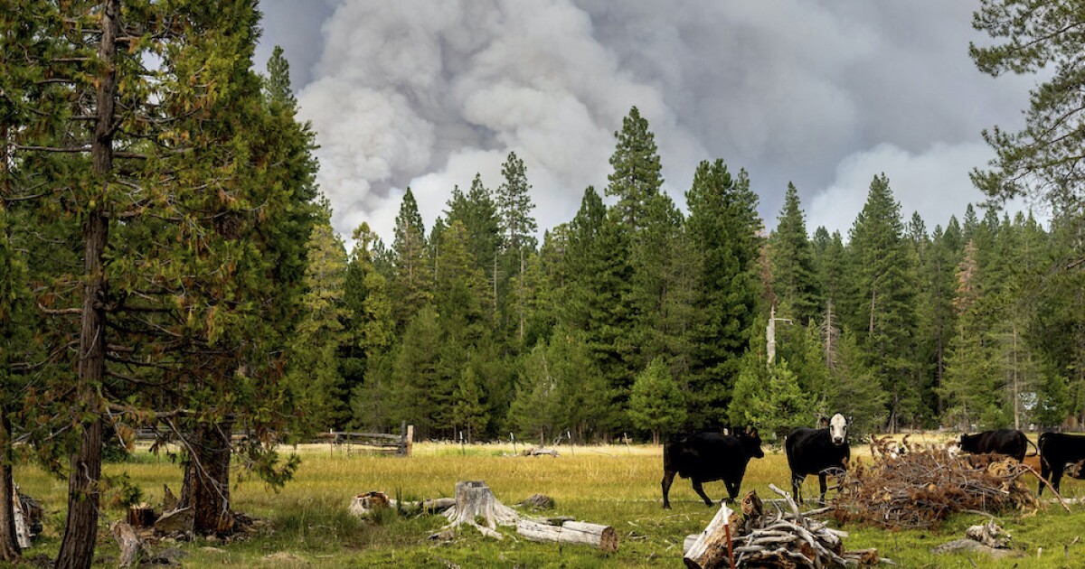Dixie Fire grows to be 8th biggest wildfire in state history