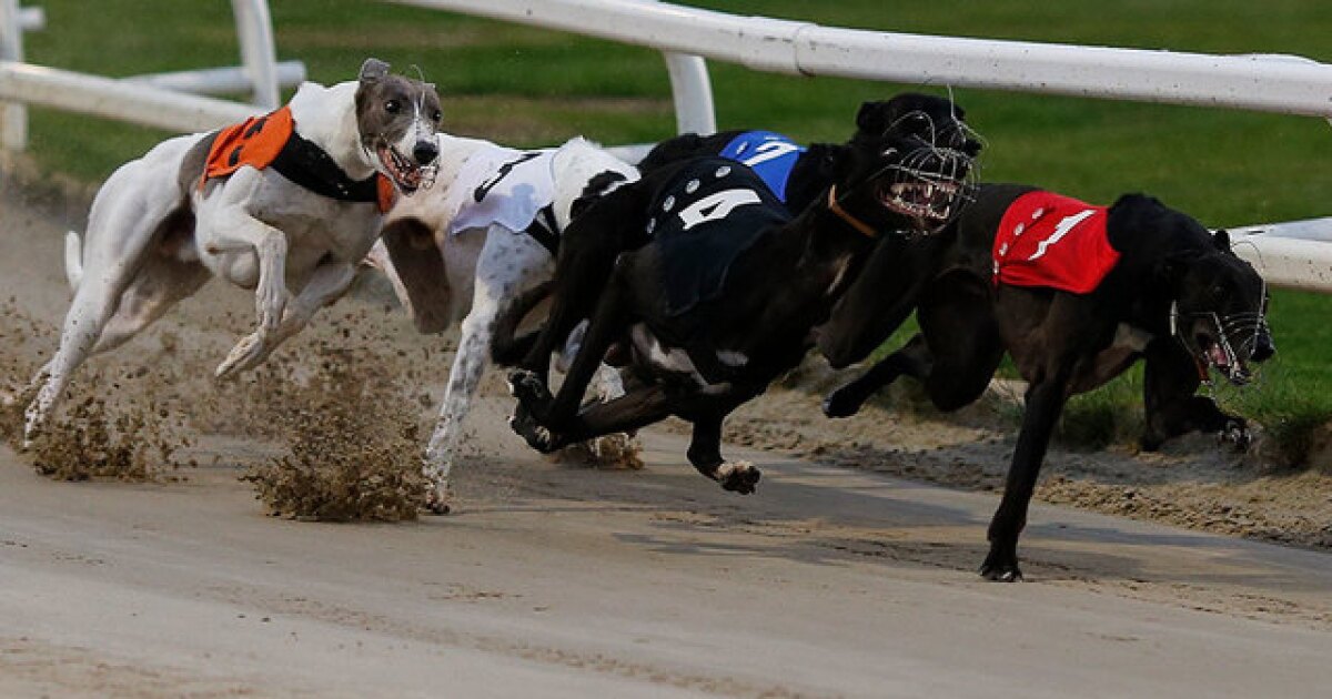 Florida greyhound racing tracks begin to close ahead of deadline