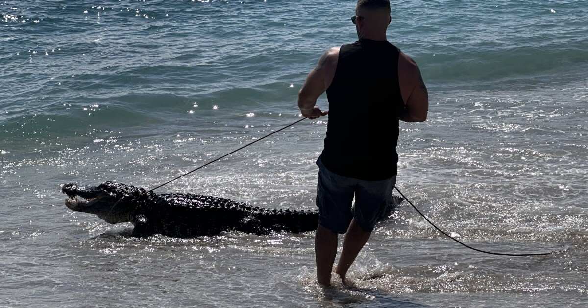 SEE YOU LATER, ALLIGATOR! 10-foot gator captured on Singer Island by FWC