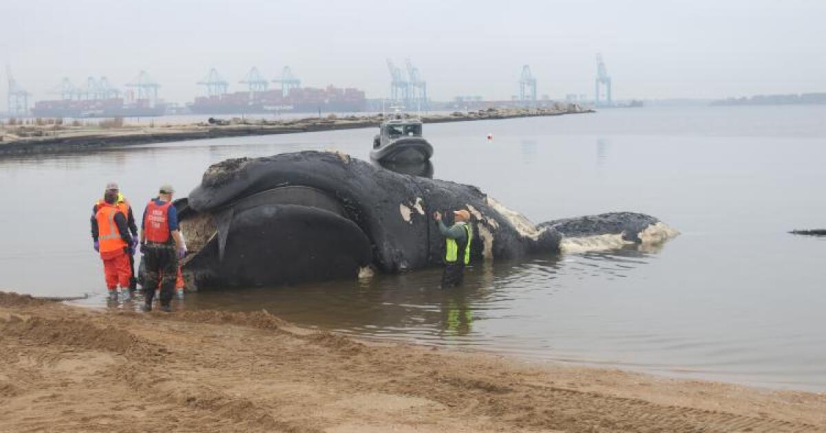Dead whale found off Virginia Beach coast was hit by a vessel, NOAA ...