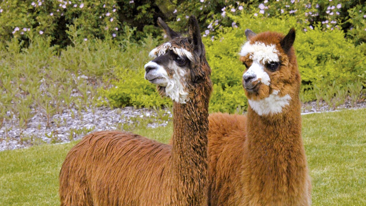 Alpaca Lovers Get Ready The National Alpaca Show Returns To Denver In March