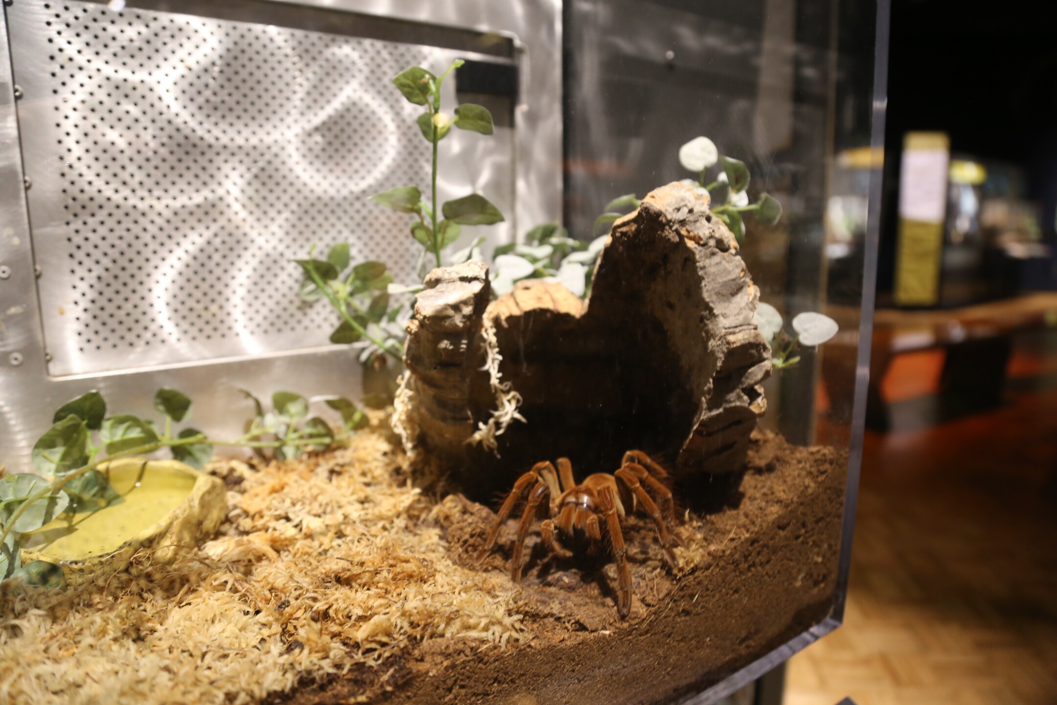 New spider exhibit at the Milwaukee Public Museum will make your skin ...