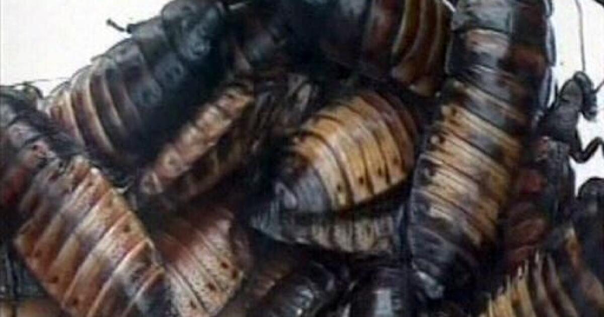 Zoo brings back popular Valentine's Day cockroach event
