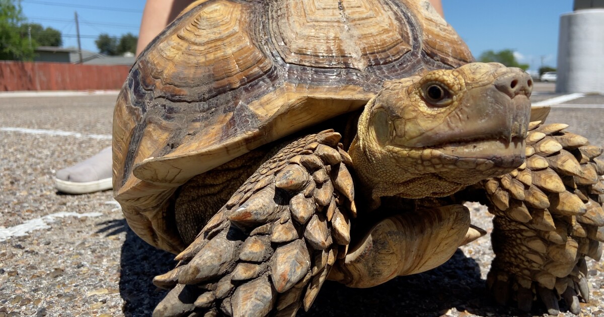 Runaway tortoise back home after escaping