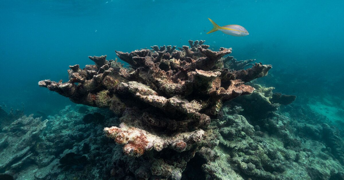 Iconic corals that used to carpet Florida's reef now 'functionally extinct'