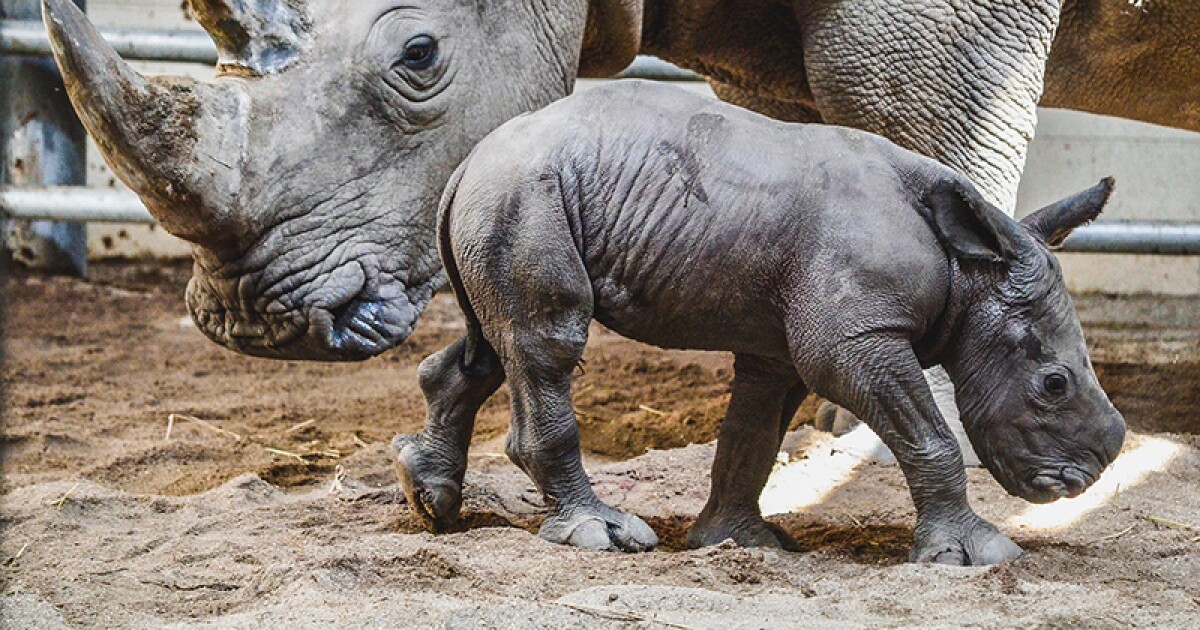Virginia Zoo announces historical birth of its first-ever southern ...
