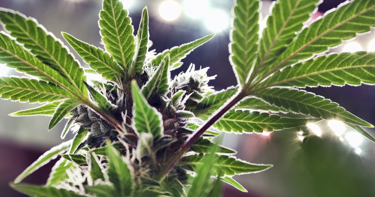 Marijuana, psychedelic use at record high with young adults in 2021