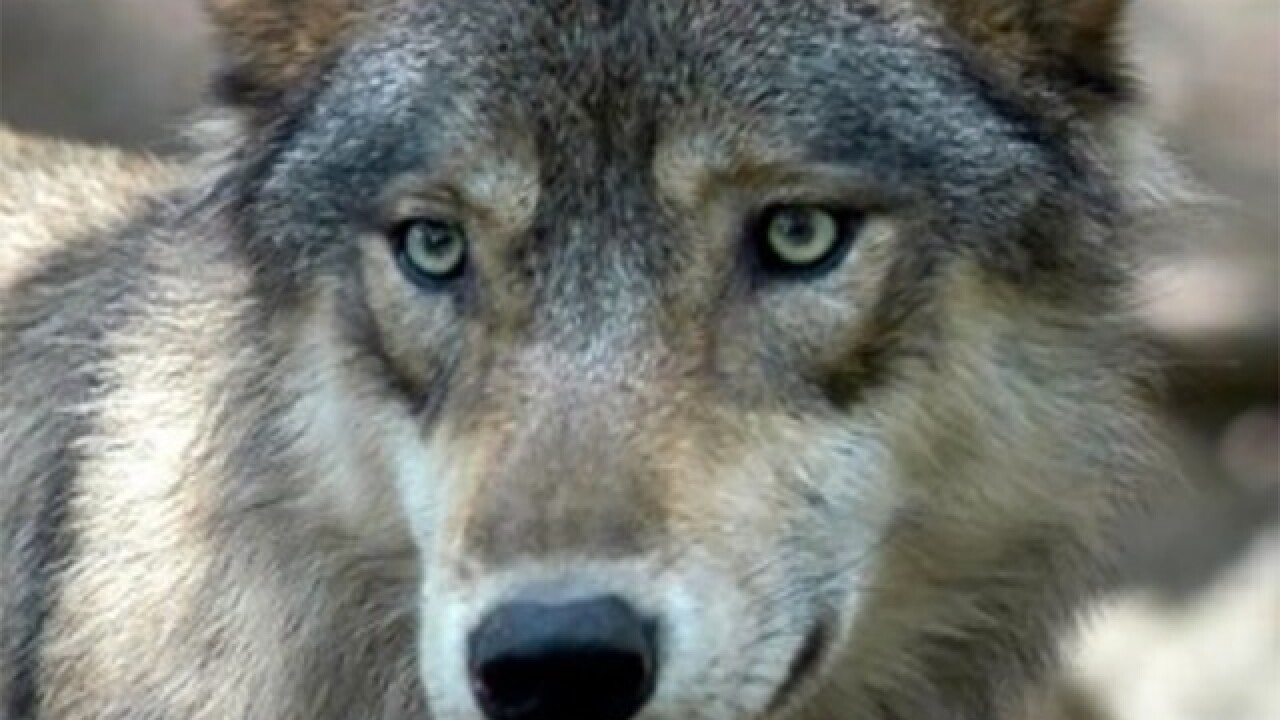 New wolves released at Michigan national park to "restore predator species"