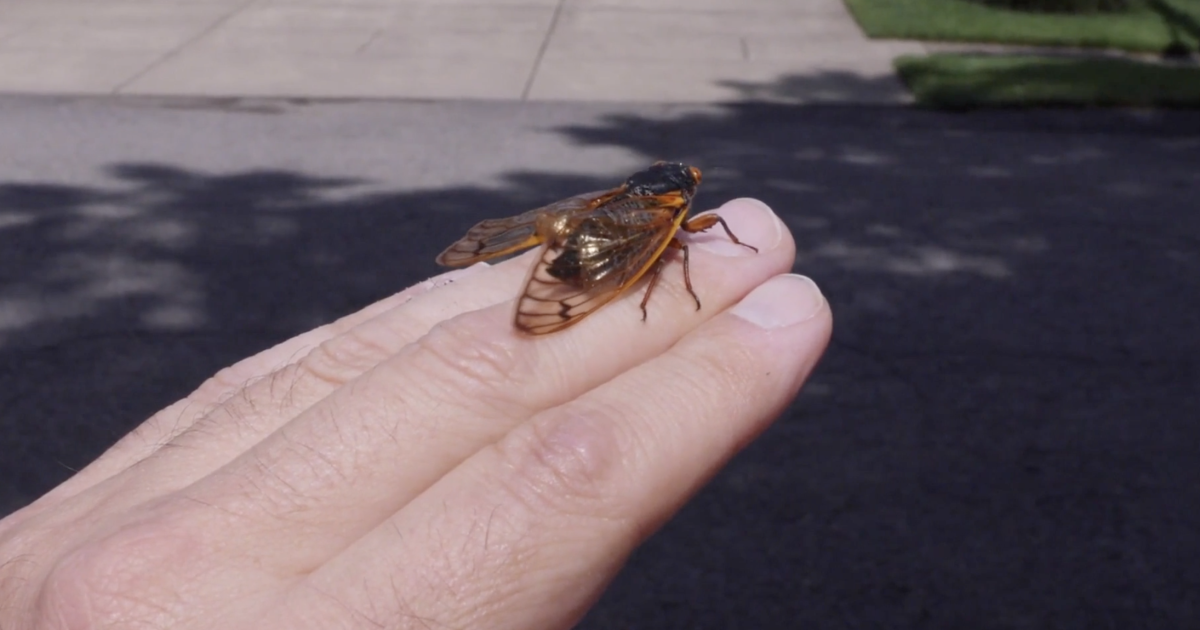 Cicadas about to put on loud show for millions of Americans