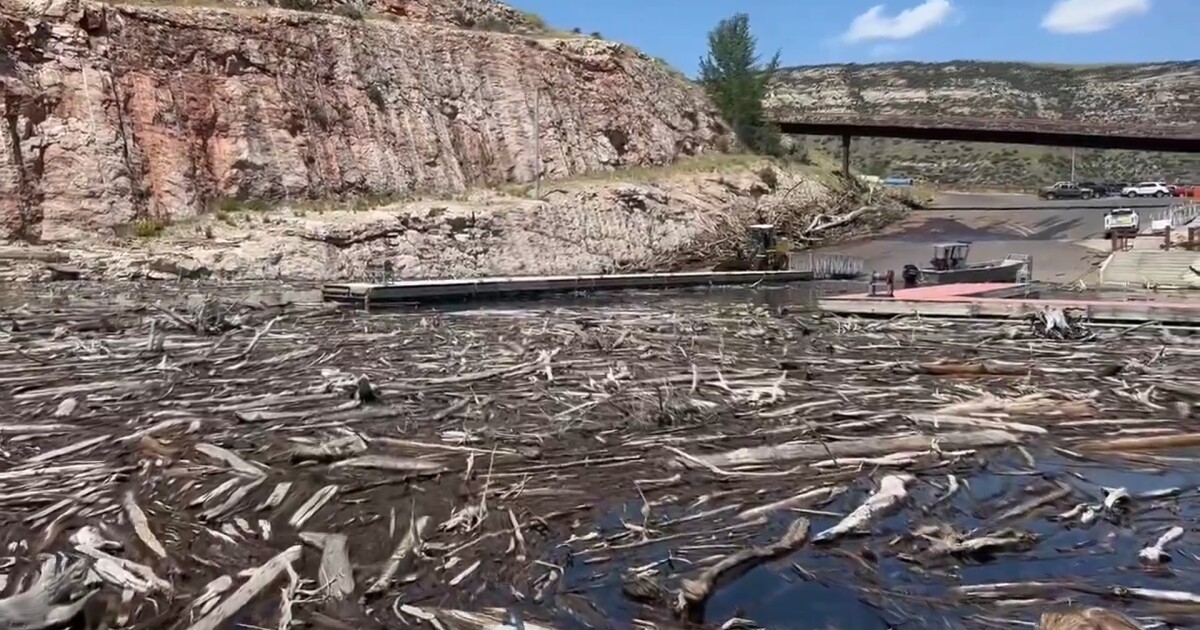 Heavy rain brings piles of driftwood to Yellowtail Dam
