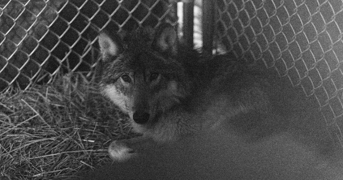 Wolf reintroduced to Colorado dies, marking the sixth death this year