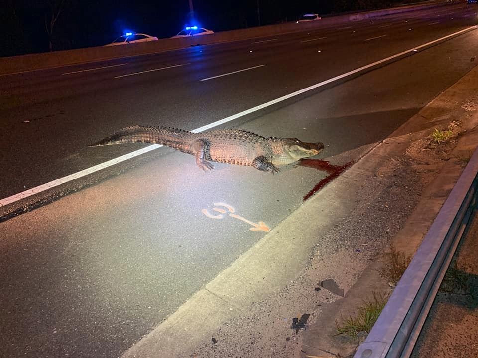 PHOTOS: 463-pound alligator captured after it was hit by a semi-truck ...