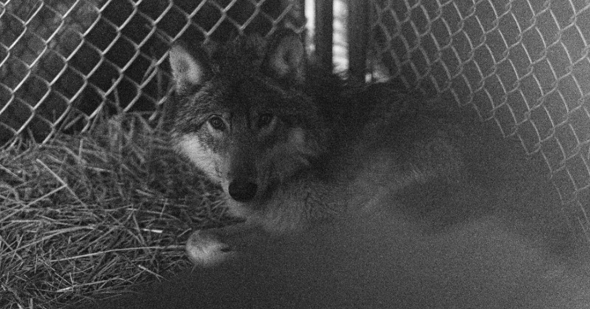 Wolf reintroduced to Colorado dies, marking the sixth death this year