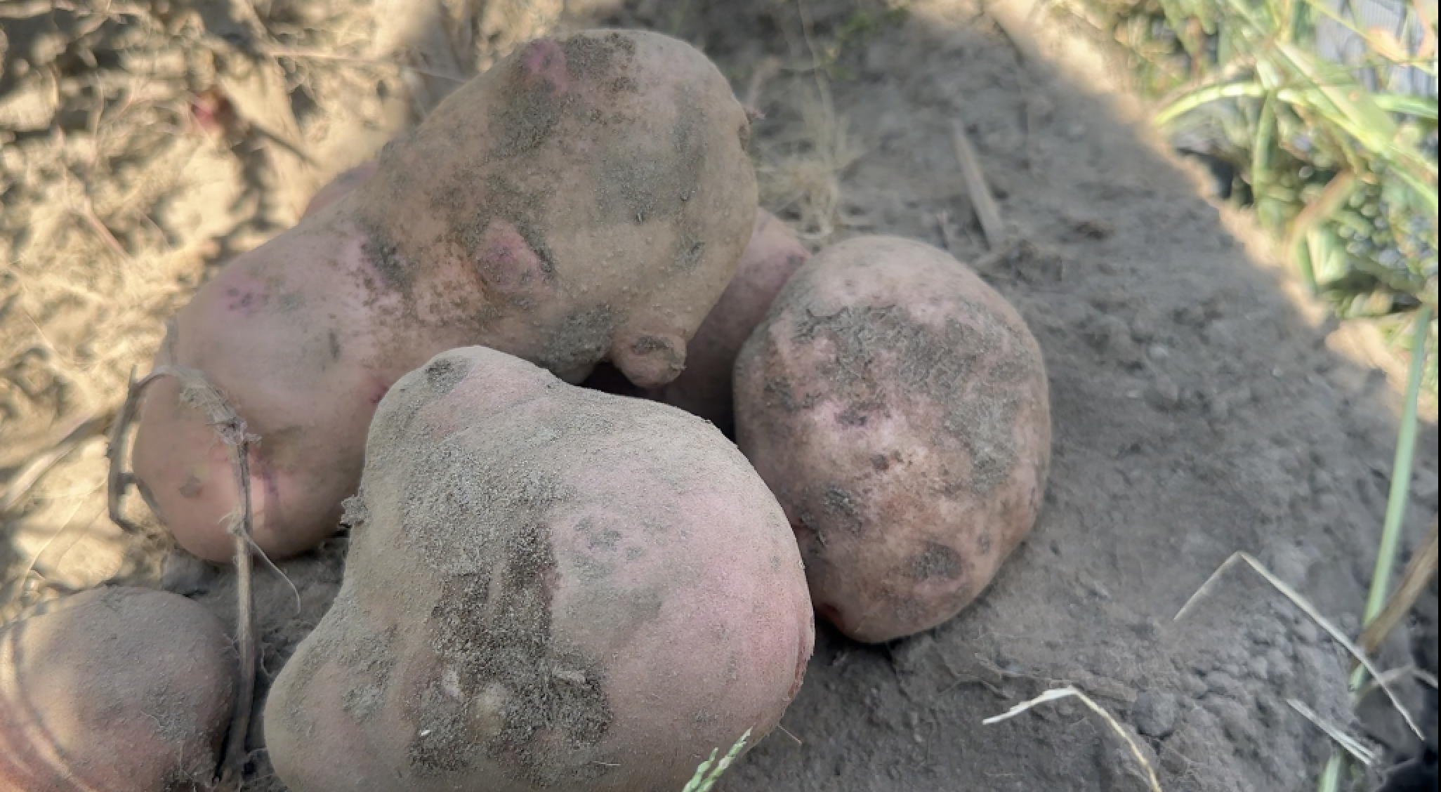Potato harvest event seeks volunteers near Kalamazoo
