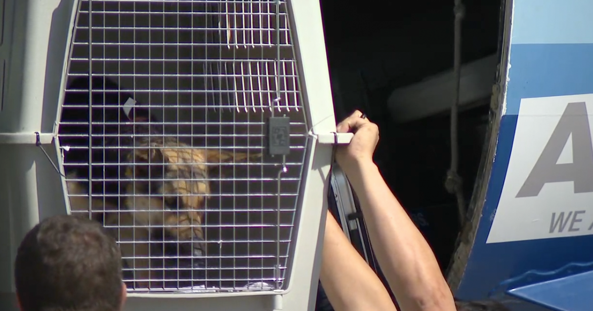 Dogs impacted by Hurricane Ida flown to Colorado