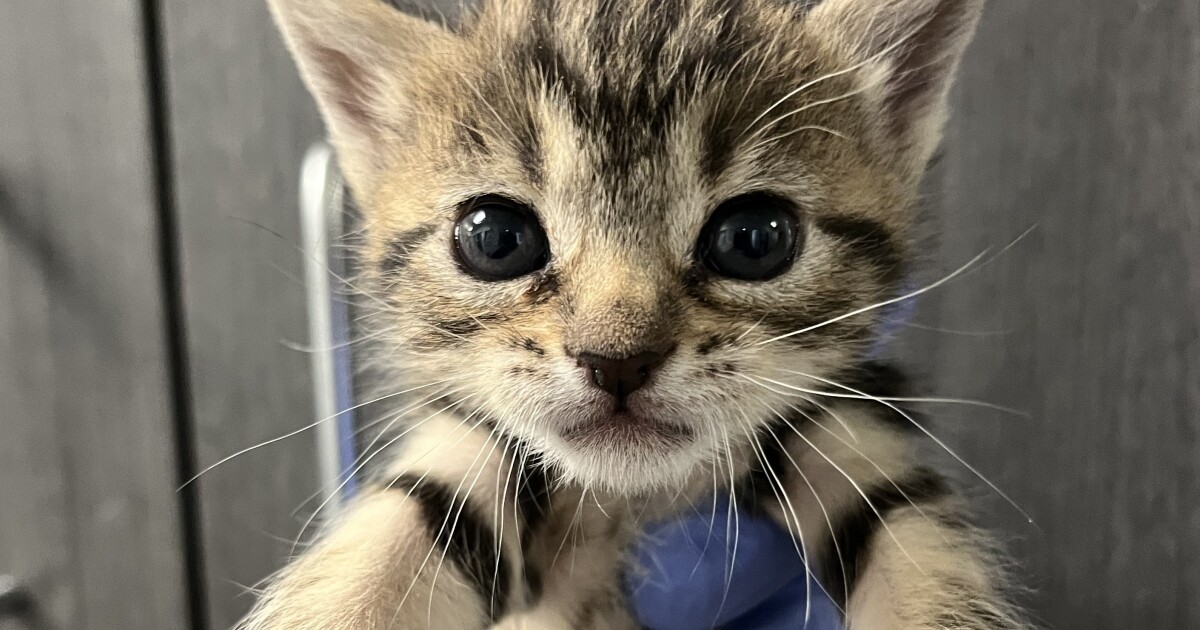 Pets of the Week: Lucy, Snowball & Norbert!