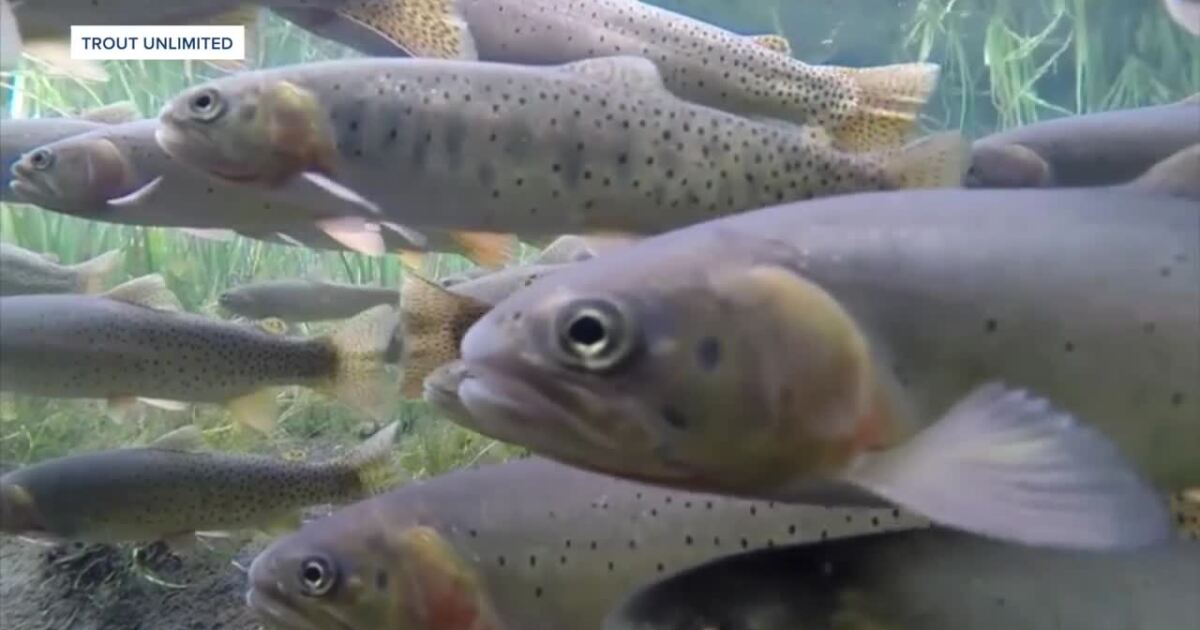 This Week in Fish and Wildlife: Hoot owl restrictions on Montana’s rivers