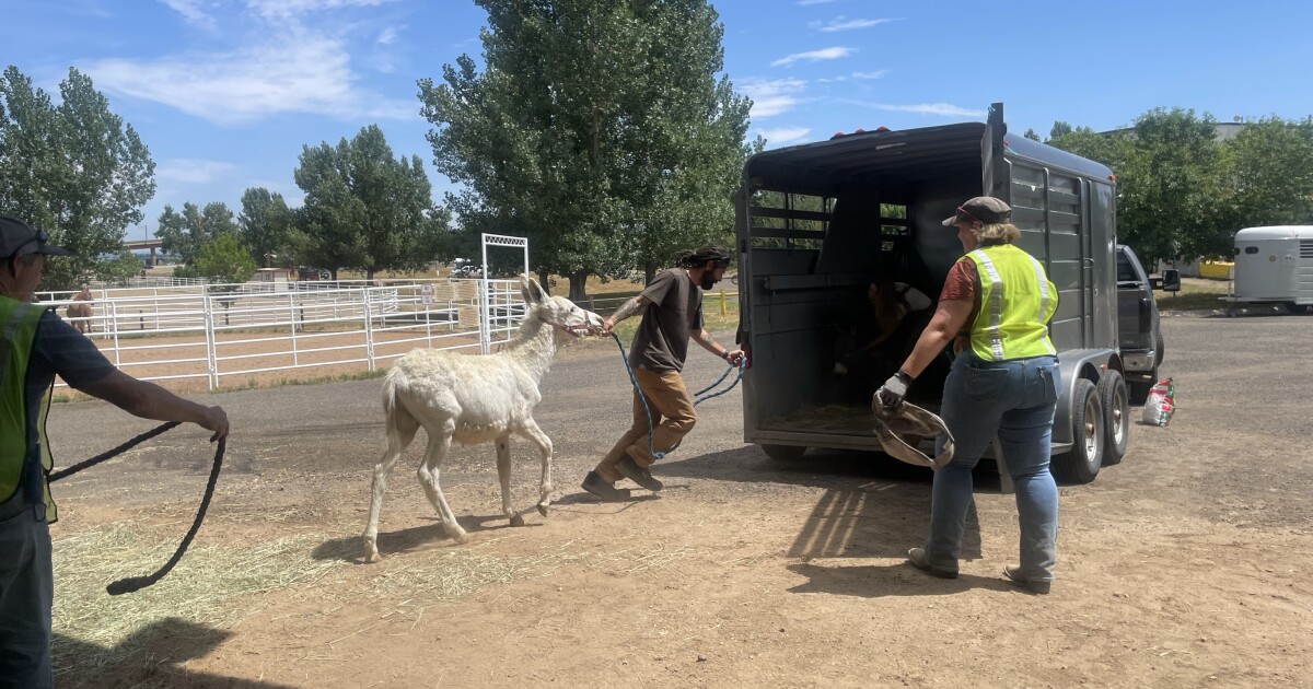 Nearly 300 animals return home after evacuation orders lifted for ...