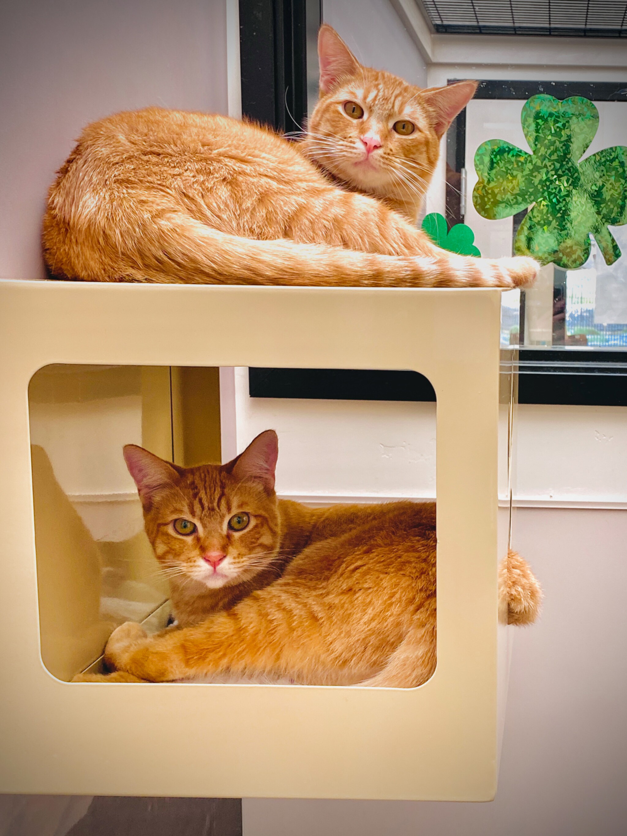 Meet Ronnie and Timmy, a bonded pair of cats and our Pets of the Week
