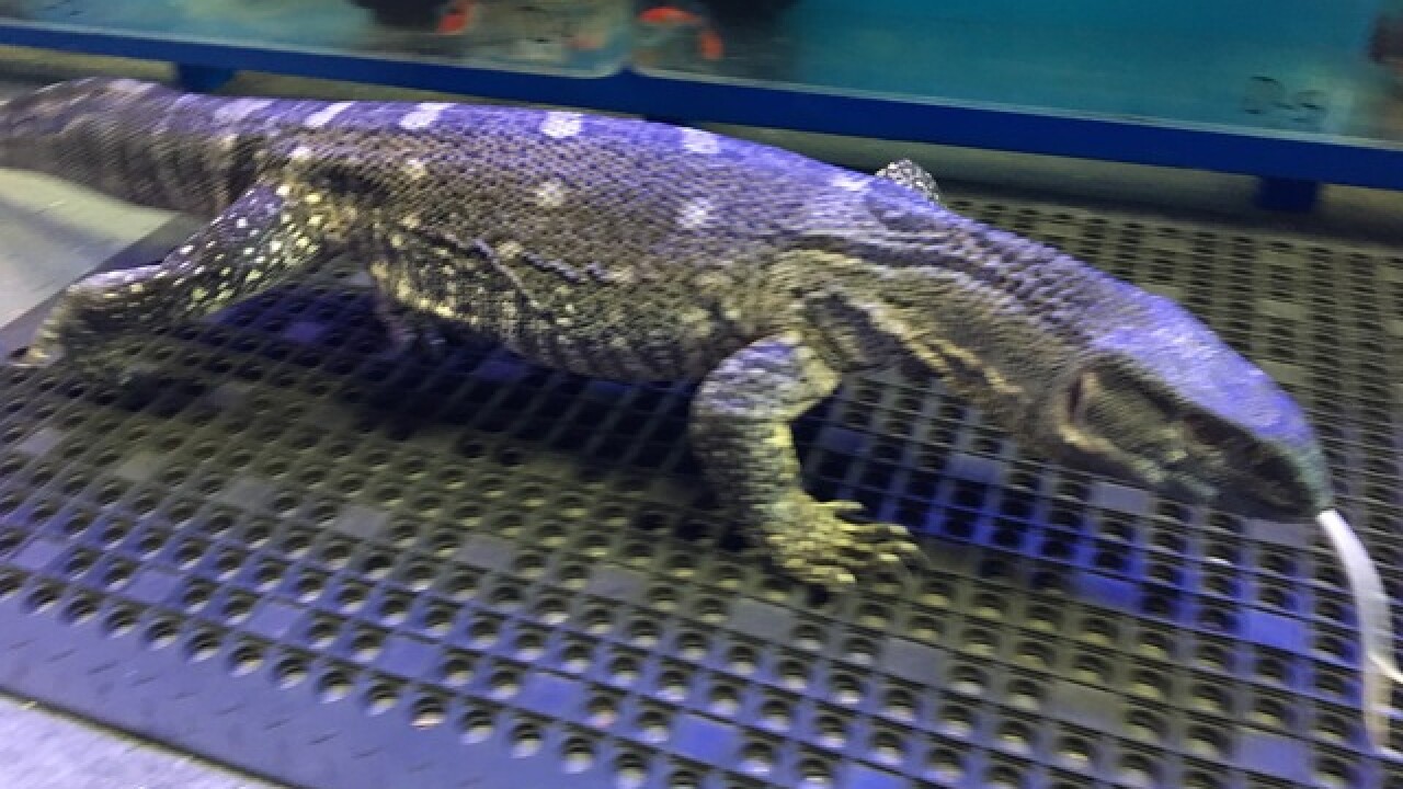 'Bubbles' the monitor lizard found in Spring Valley