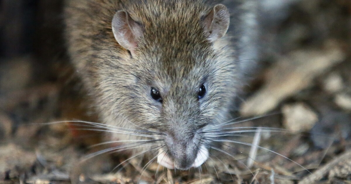 Health Department closes grocery store in NE Baltimore due to rodent ...
