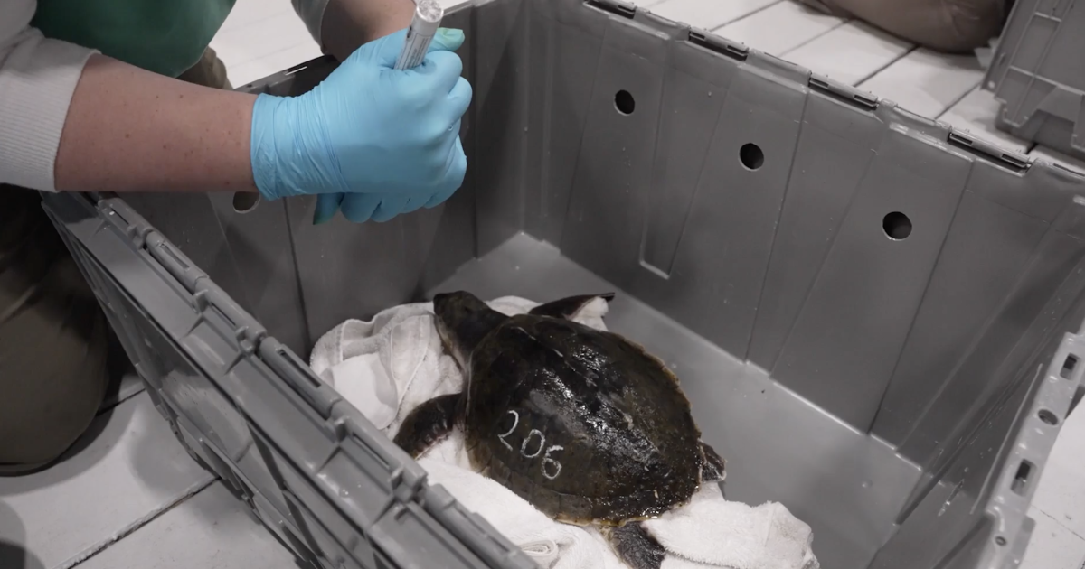 The desperate race to save sea turtles from climate change