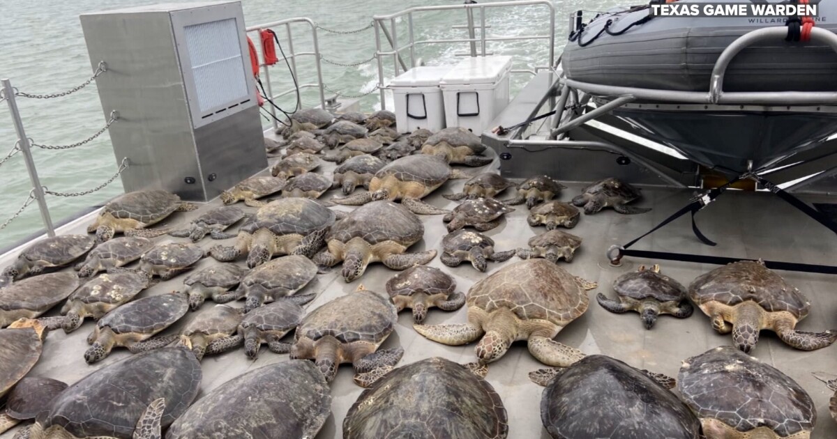 Thousands of sea turtles rescued from frigid Texas waters