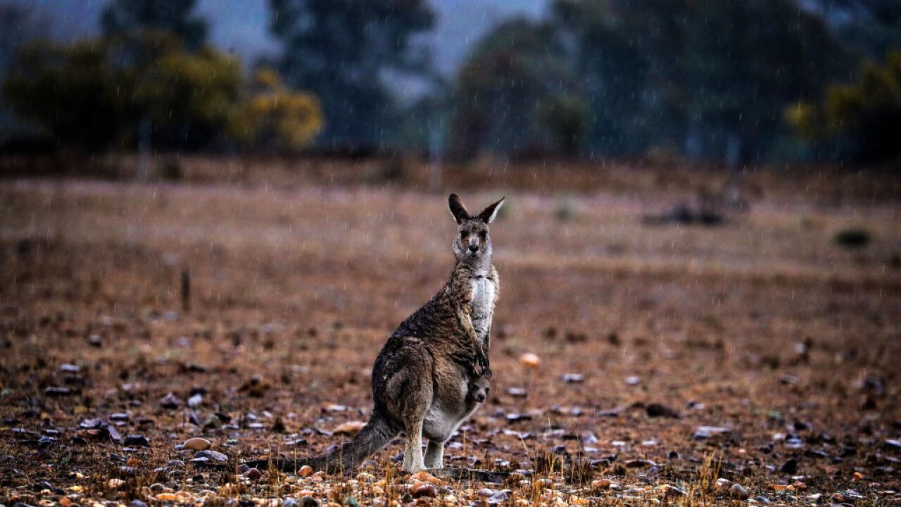 Australian government drops 4,000 pounds of food to save starving wildlife