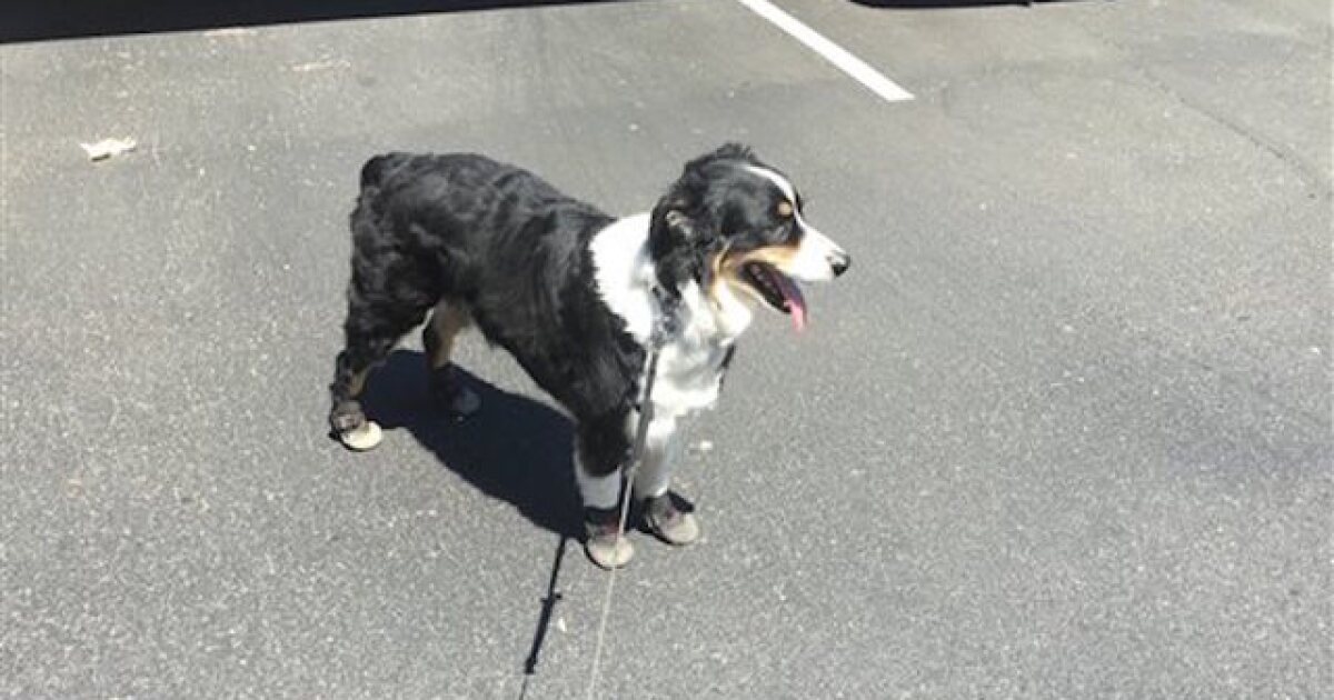 What your pet feels in the extreme heat, according to a vet