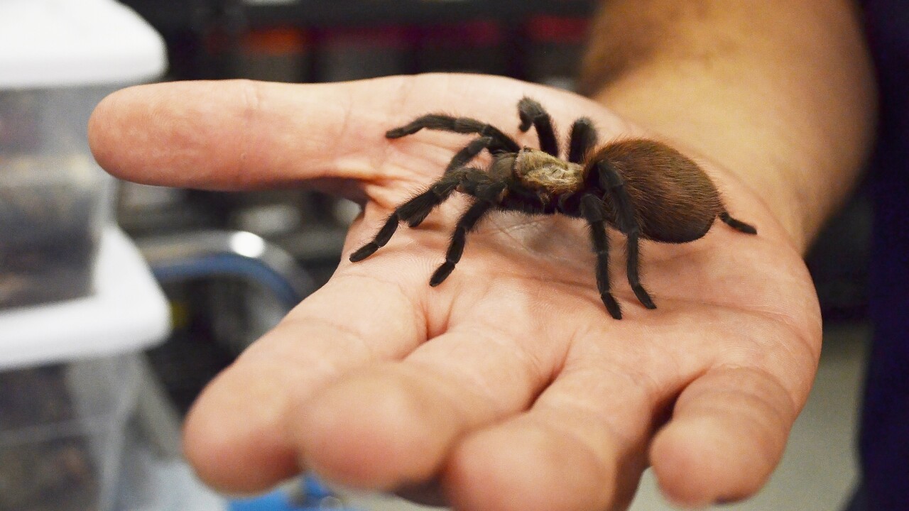 Tarantulas out by the thousands in southeast Colorado for mating season