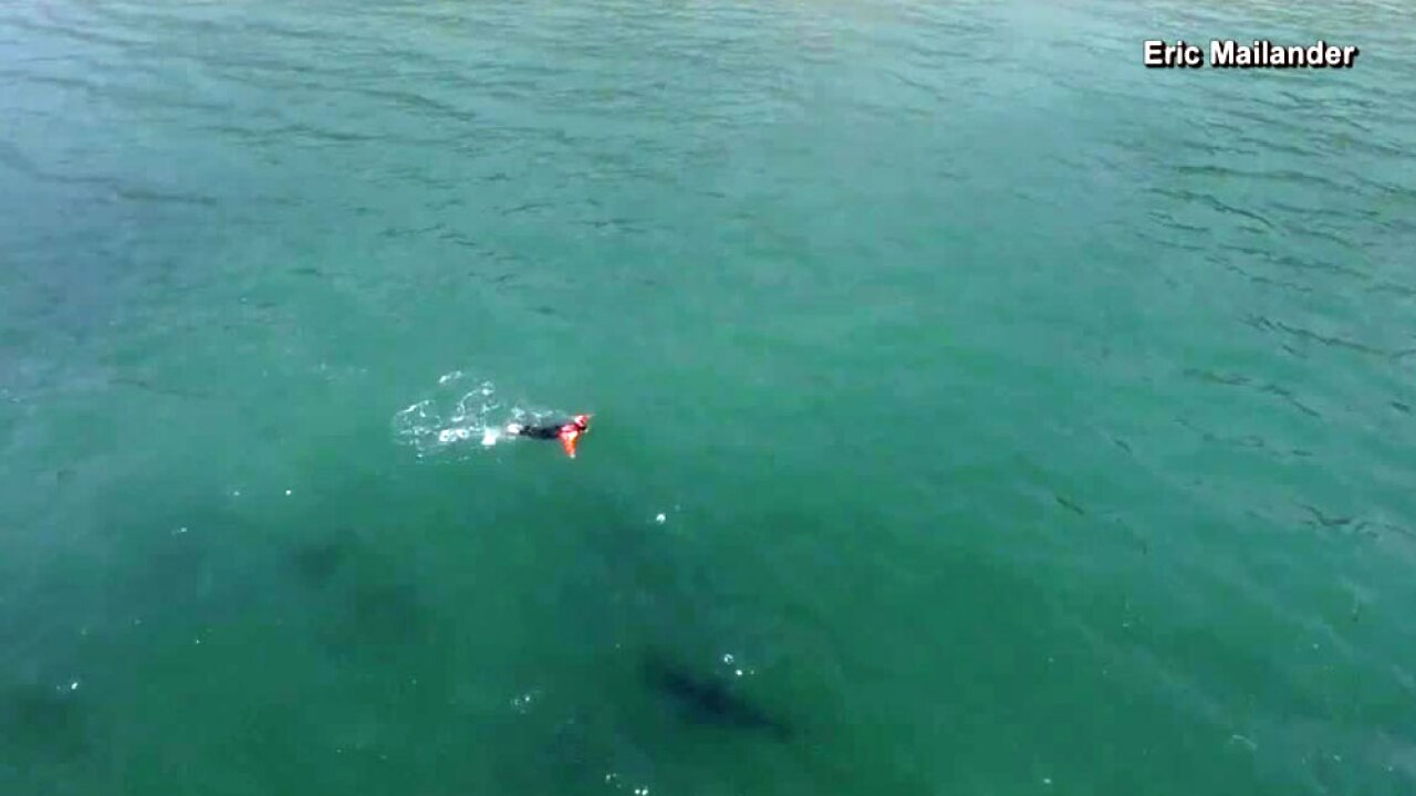 Video records swimmer's close encounter with a shark