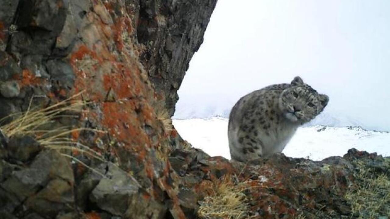 Former poachers and stunning photos are helping save Siberia's ...