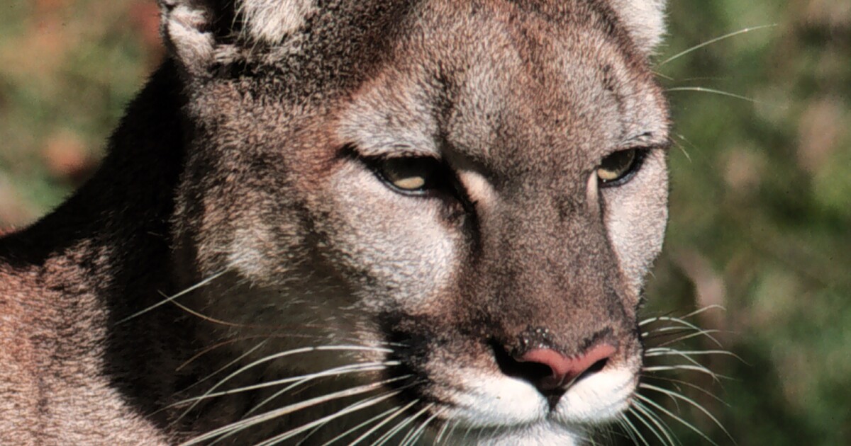 do cougars always attack