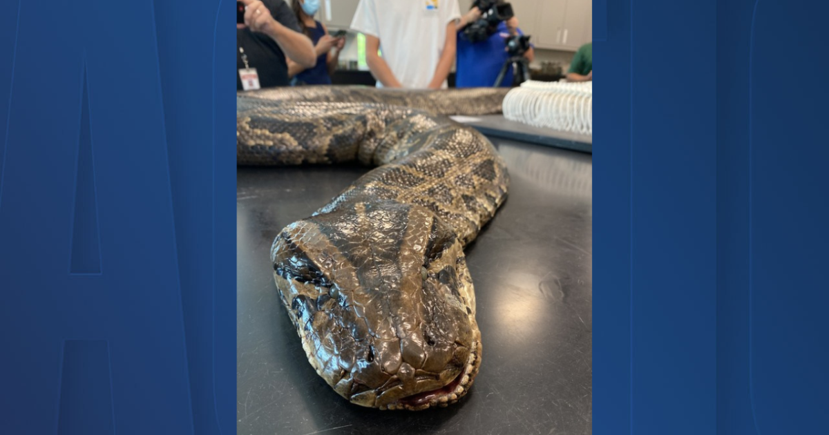 Nearly 18-foot python breaks record for largest discovered in Florida